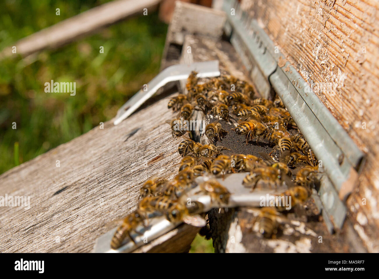 Plenty of bees at the entrance of beehive in apiary. Busy bees, close ...