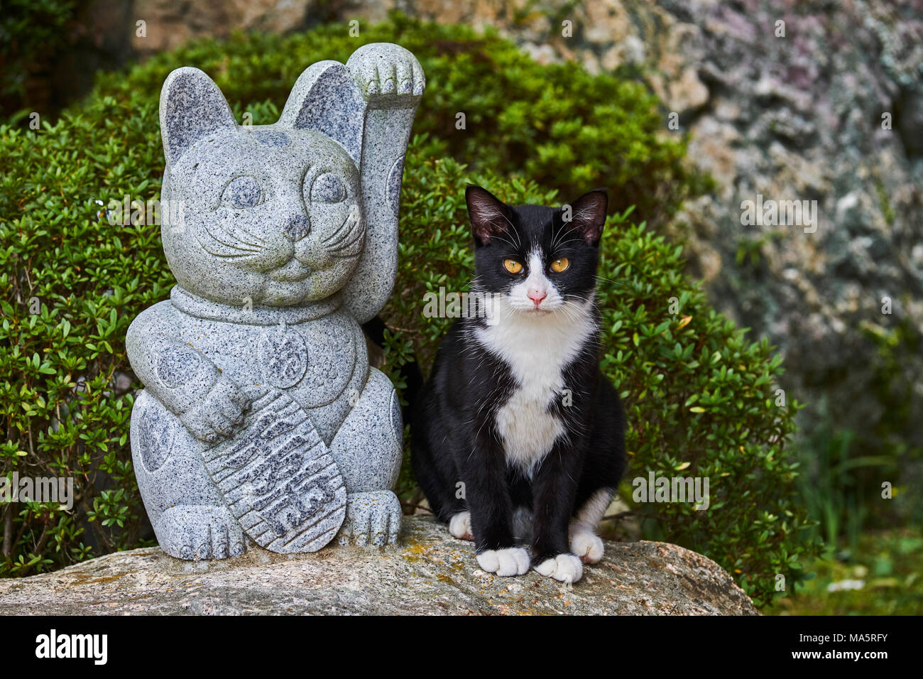 Japon, Tokyo, temple sanctuaire dédié aux chats // Japan, Tokyo, cat ...