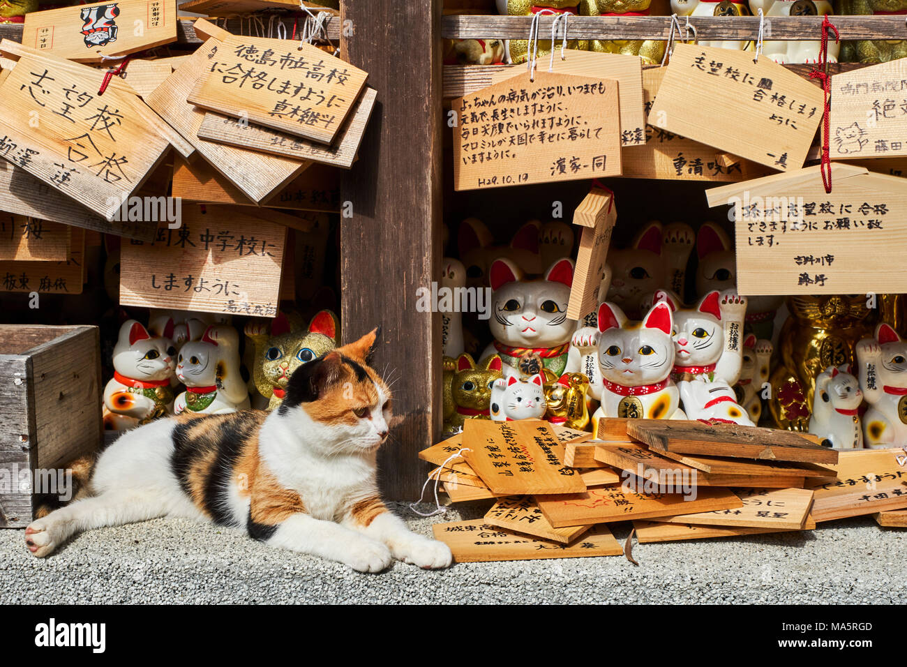 Japon, Tokyo, temple sanctuaire dédié aux chats // Japan, Tokyo, cat ...