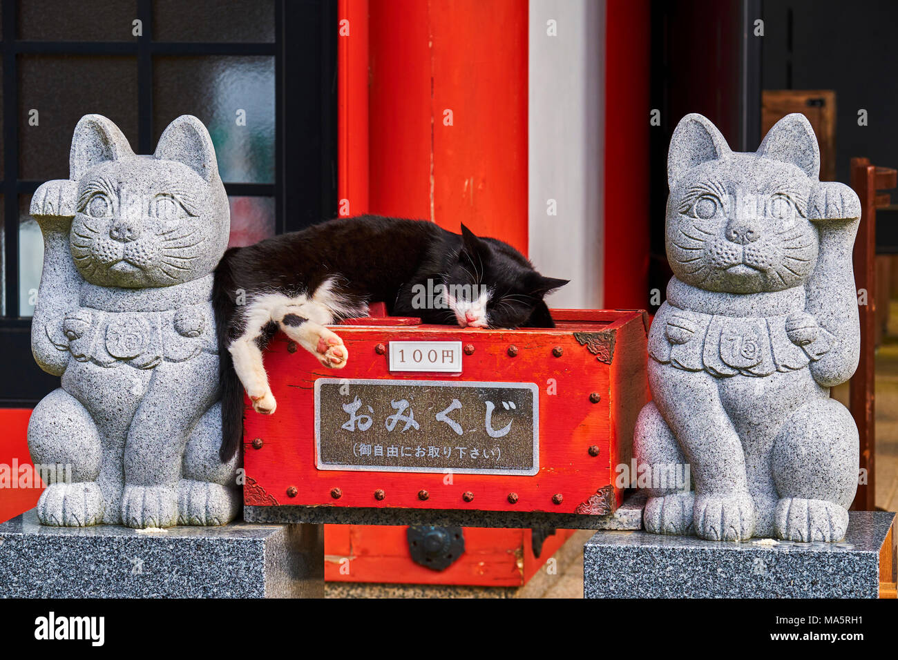 Japon, Tokyo, temple sanctuaire dédié aux chats // Japan, Tokyo, cat ...
