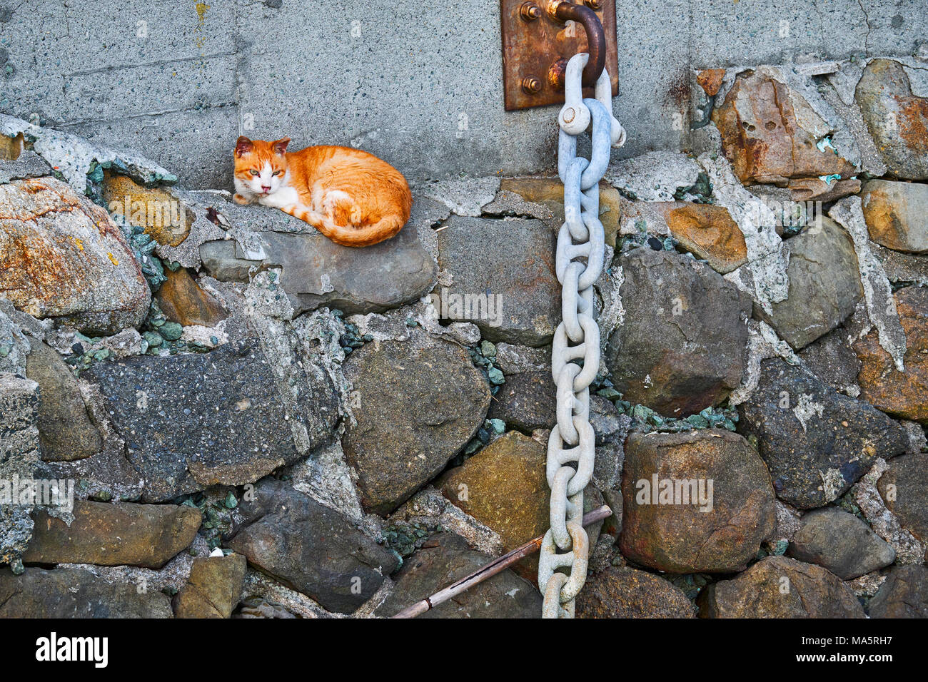 Japan, Shikoku island, Ehime region, Aoshima island, Cat island Stock ...