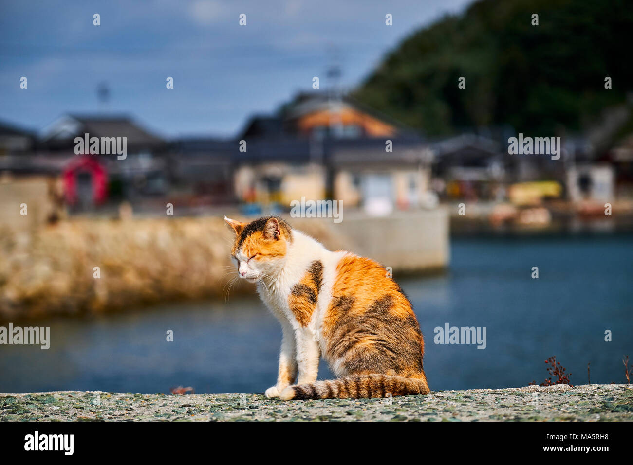 Japan, Shikoku island, Ehime region, Aoshima island, Cat island Stock ...