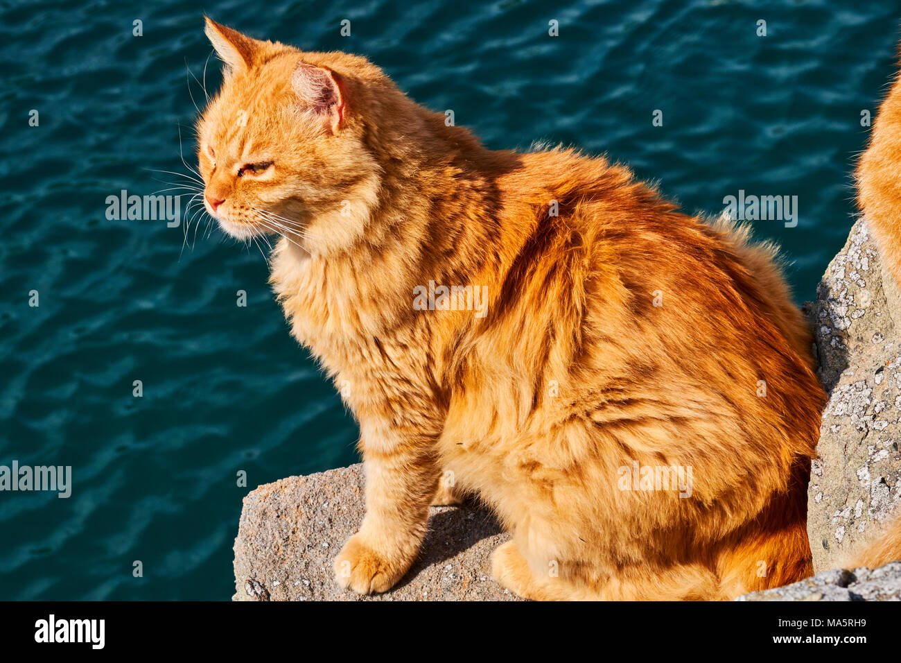 Japan, Shikoku island, Ehime region, Aoshima island, Cat island Stock ...