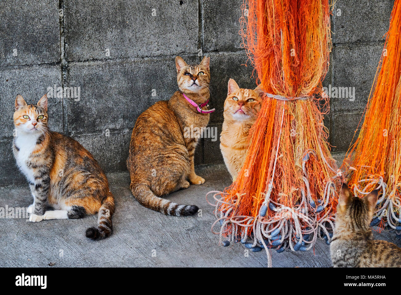 Japan, Shikoku island, Ehime region, Aoshima island, Cat island Stock ...