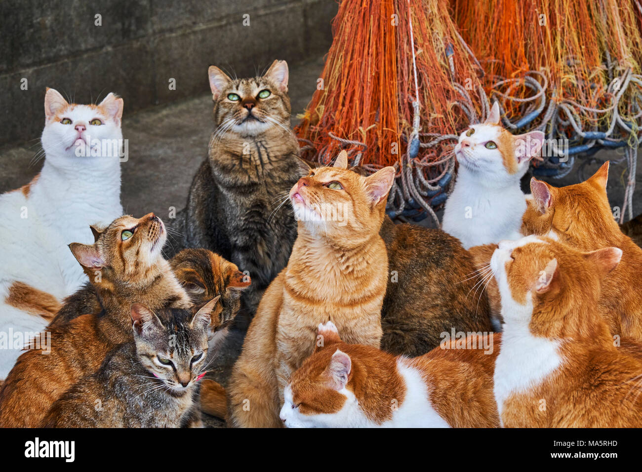 Japan, Shikoku island, Ehime region, Aoshima island, Cat island Stock ...