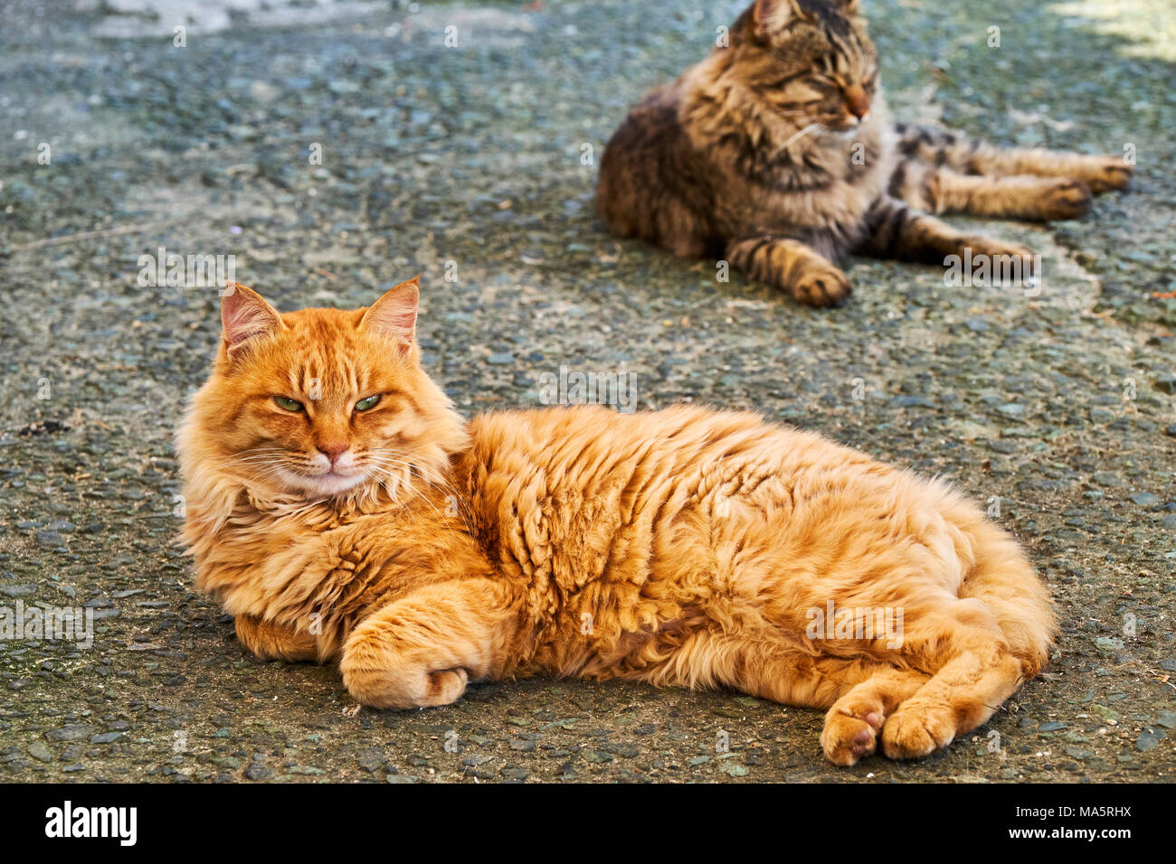 Japan, Shikoku island, Ehime region, Aoshima island, Cat island Stock ...
