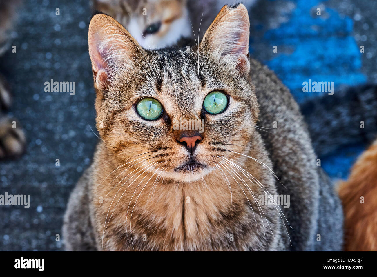 Japan, Shikoku island, Ehime region, Aoshima island, Cat island Stock ...