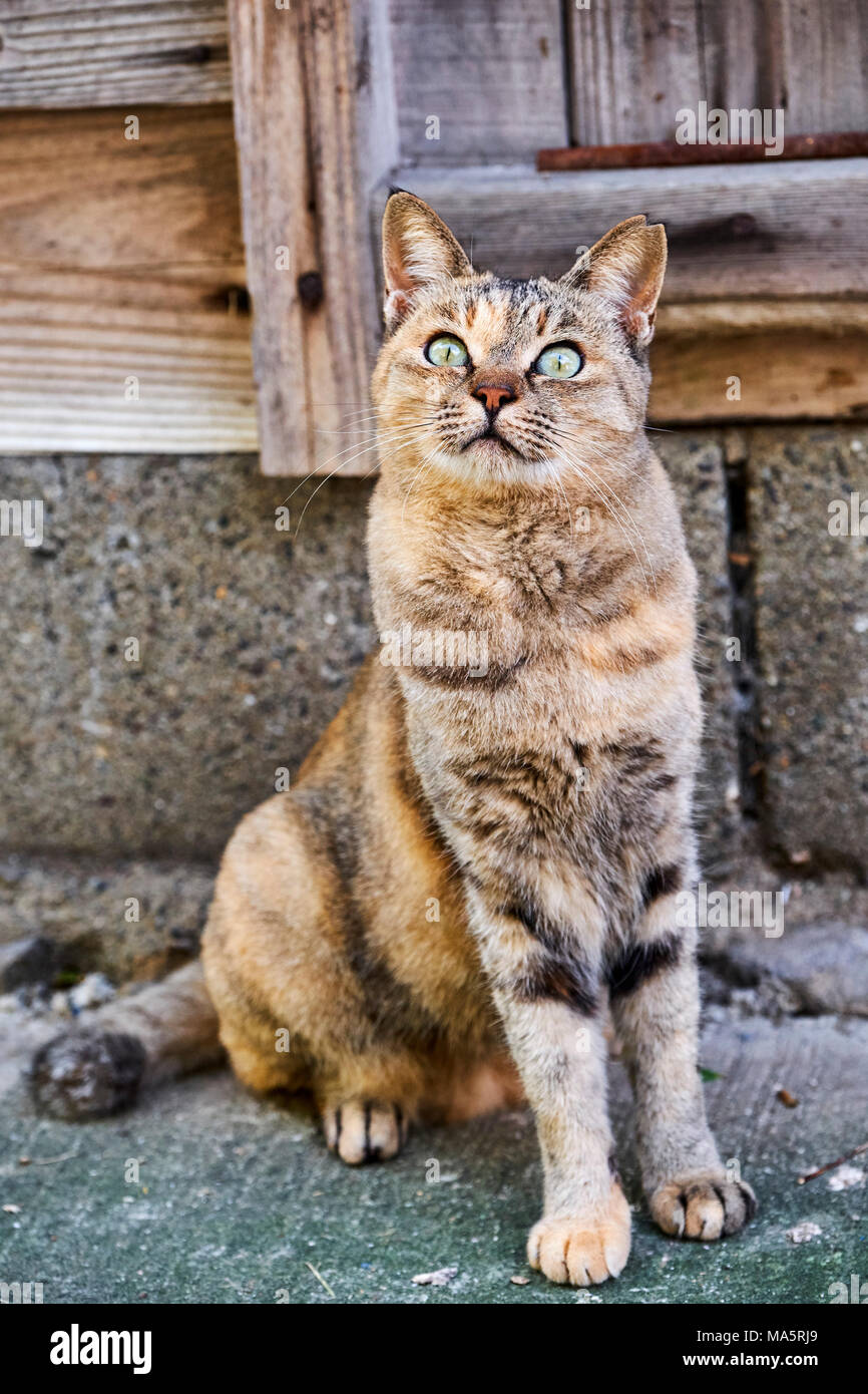 Japan, Shikoku island, Ehime region, Aoshima island, Cat island Stock ...