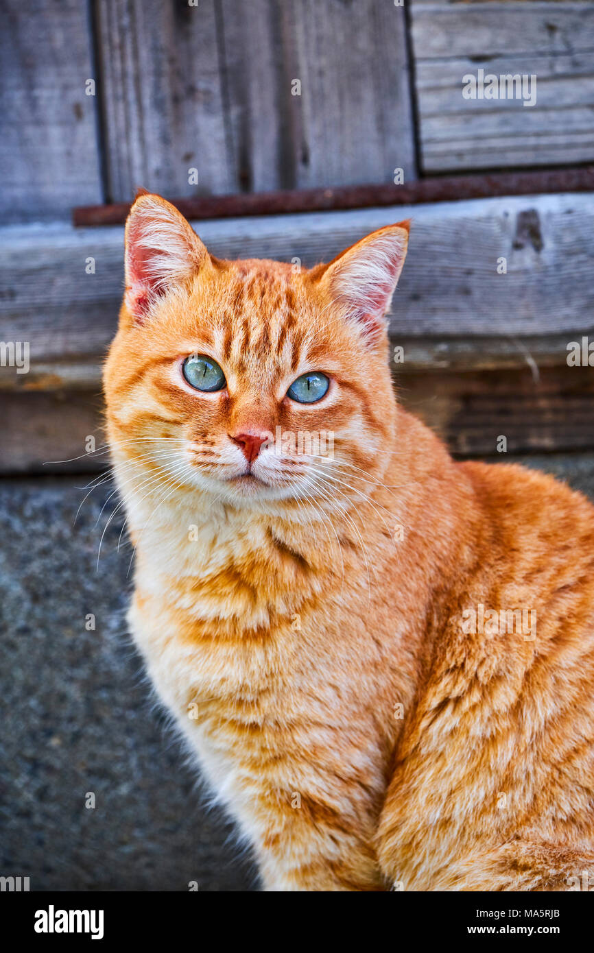 Japan, Shikoku island, Ehime region, Aoshima island, Cat island, local ...
