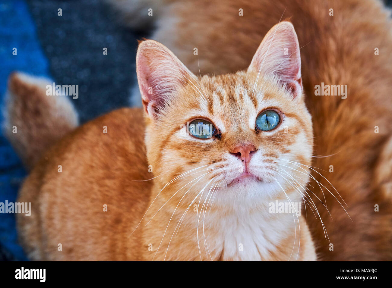 Japan, Shikoku island, Ehime region, Aoshima island, Cat island Stock ...