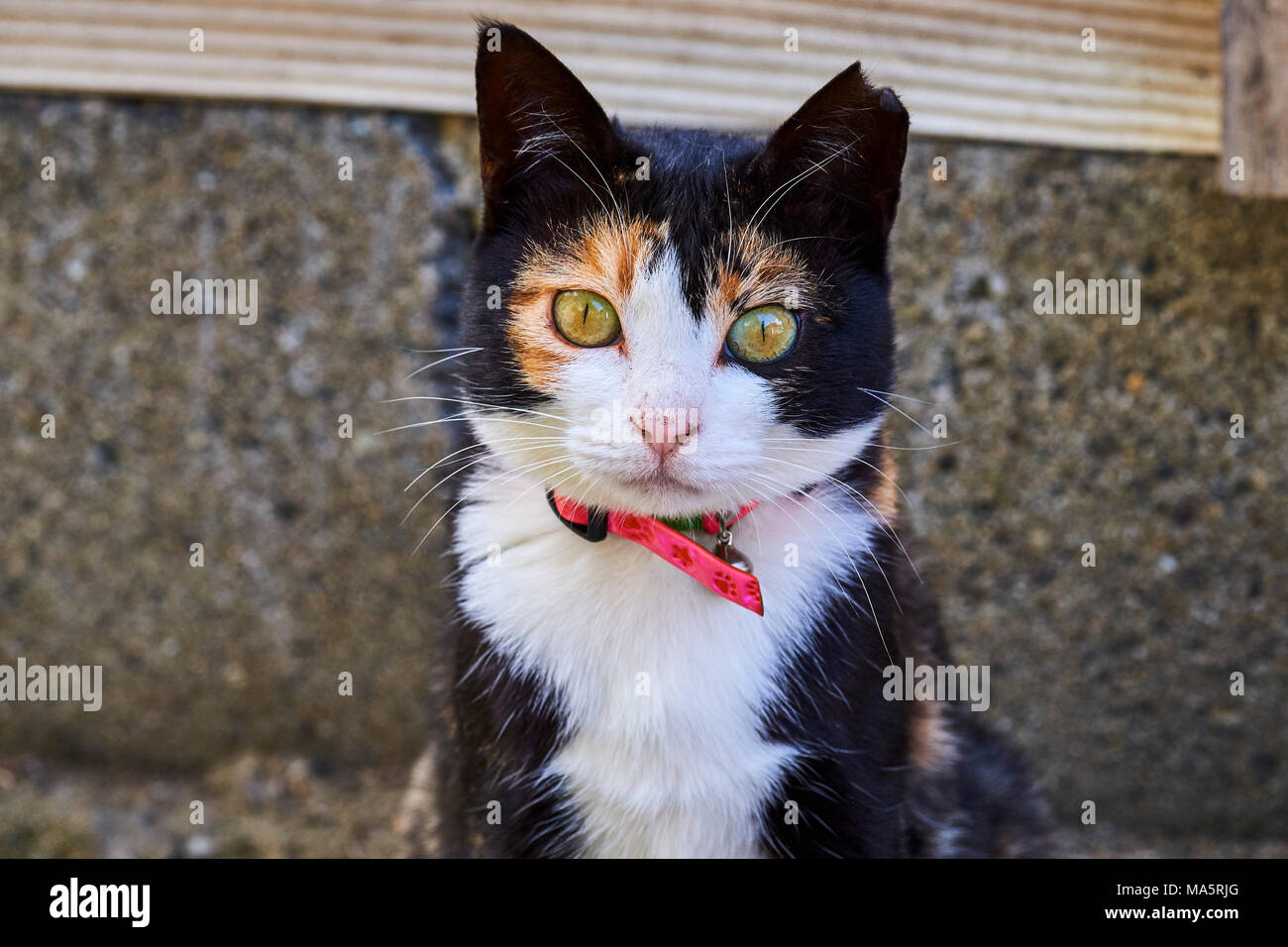 Japan, Shikoku island, Ehime region, Aoshima island, Cat island Stock ...