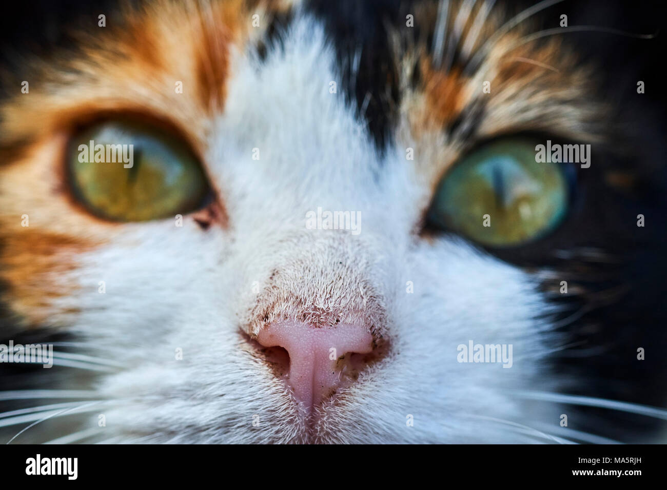 Japan, Shikoku island, Ehime region, Aoshima island, Cat island Stock ...