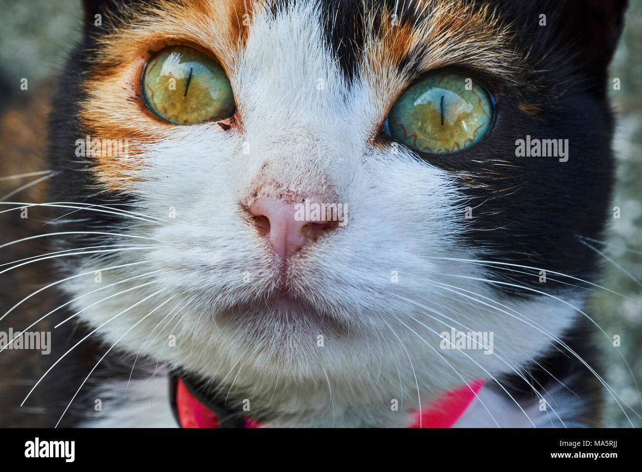 Japan, Shikoku island, Ehime region, Aoshima island, Cat island Stock ...