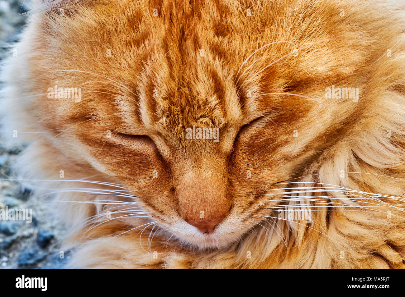 Japan, Shikoku island, Ehime region, Aoshima island, Cat island Stock ...