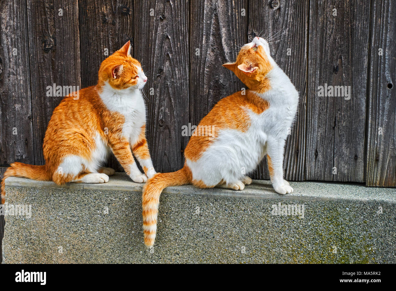 Japan, Shikoku island, Ehime region, Aoshima island, Cat island Stock ...