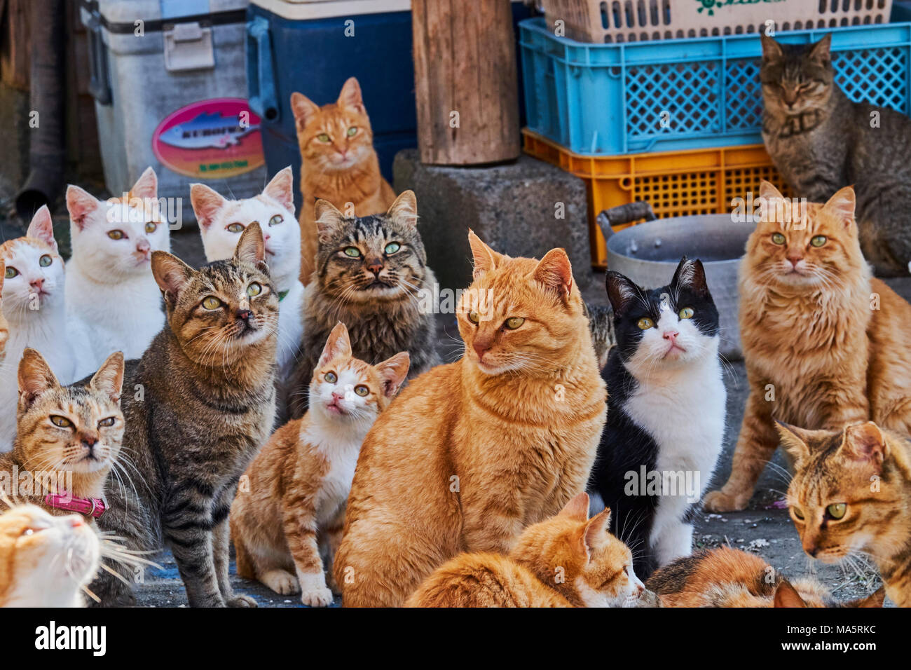 Japan, Shikoku island, Ehime region, Aoshima island, Cat island Stock ...