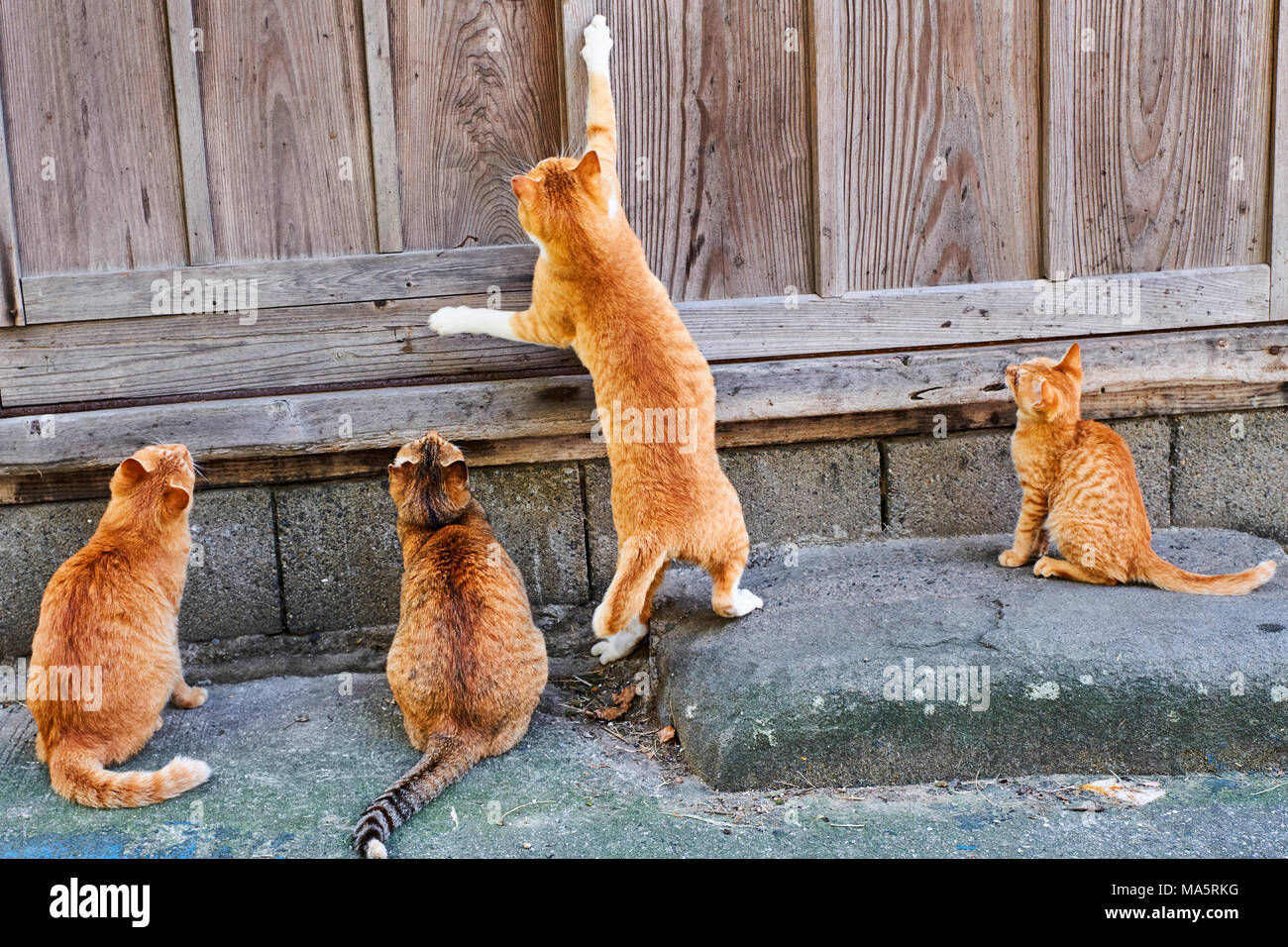 Japan, Shikoku island, Ehime region, Aoshima island, Cat island Stock ...