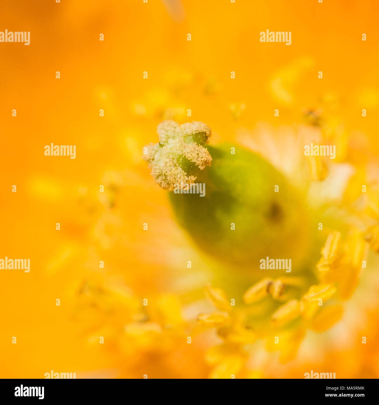 Inside a poppy flower hi-res stock photography and images - Alamy