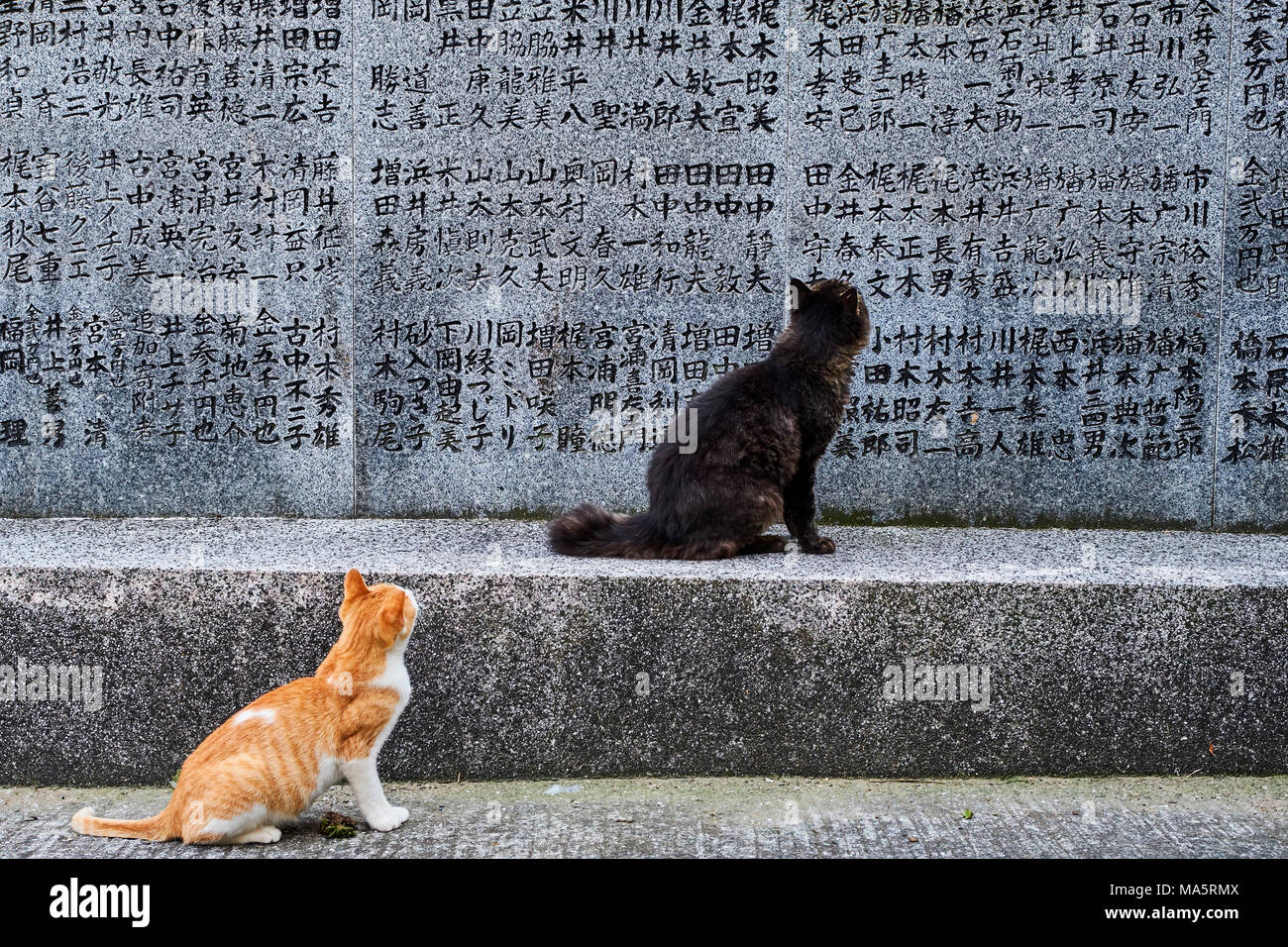 Japan, Shikoku island, Ehime region, Aoshima island, Cat island Stock ...
