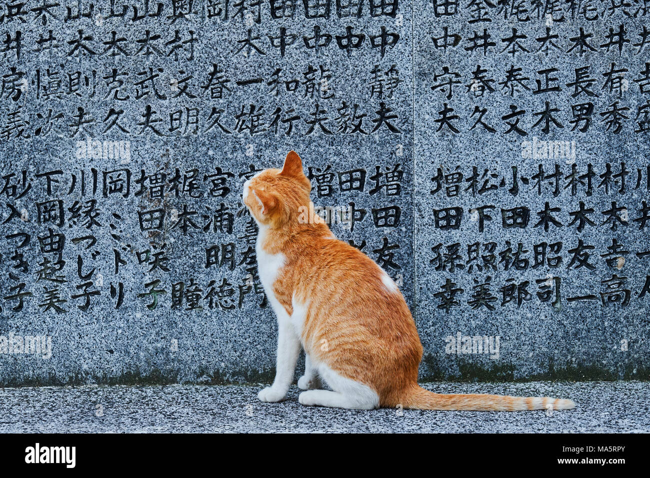 Japan, Shikoku island, Ehime region, Aoshima island, Cat island Stock ...