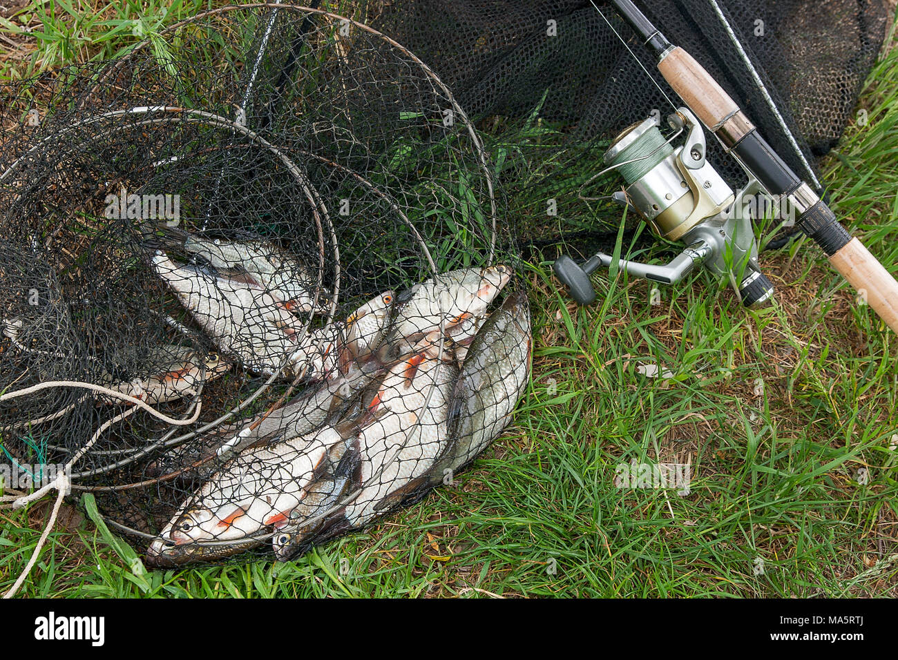 Black fishing net with catched freshwater fish just taken from the ...