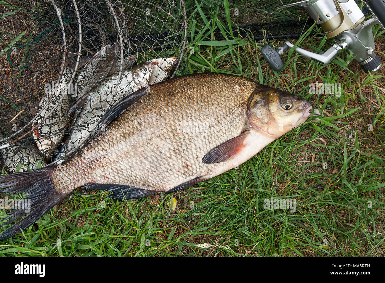 Just taken from the water freshwater common bream known as bronze bream ...