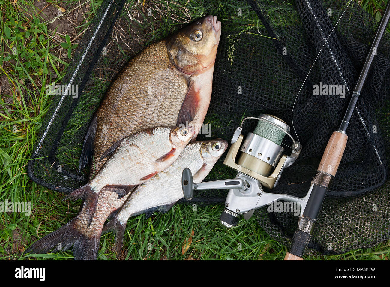 Pile of just taken from the water big freshwater common bream known as ...