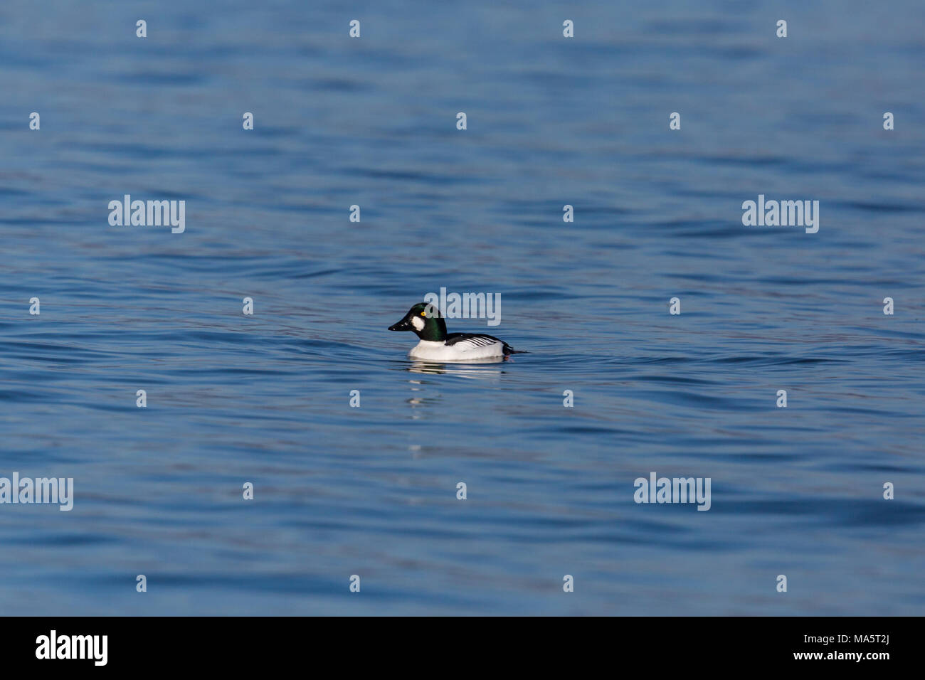 side view swimming natural male goldeneye duck (bucephala clangula ...