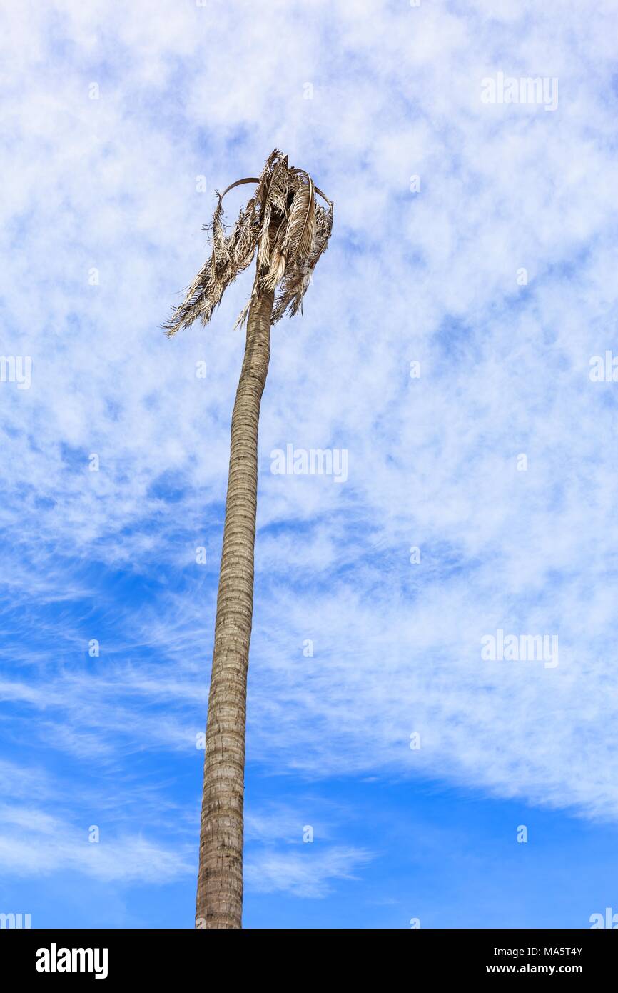 Dead Coconut tree under blue sky and cloud Stock Photo - Alamy