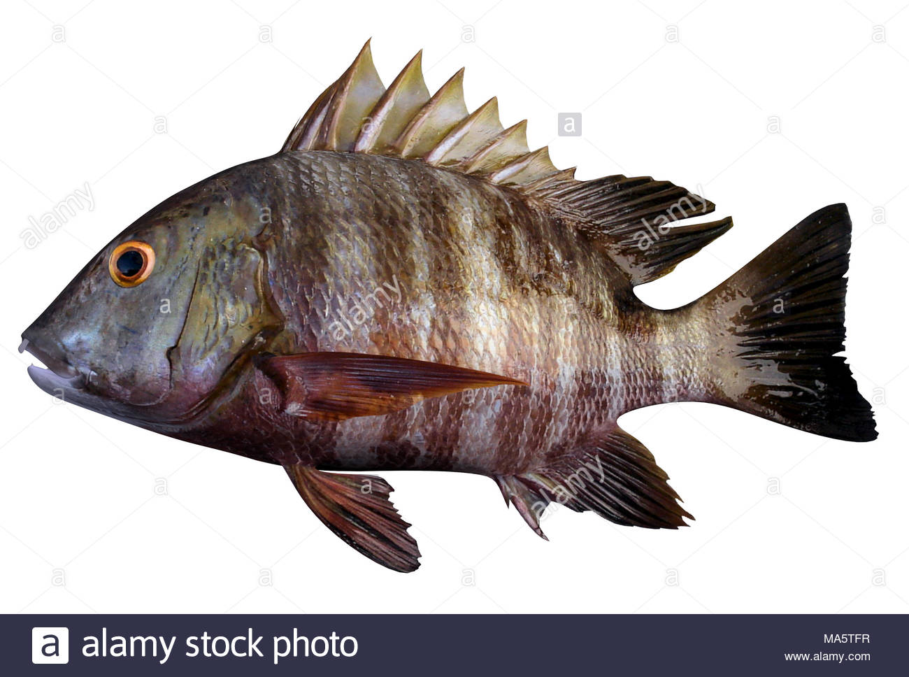 Pargo Fish High Resolution Stock Photography and Images - Alamy