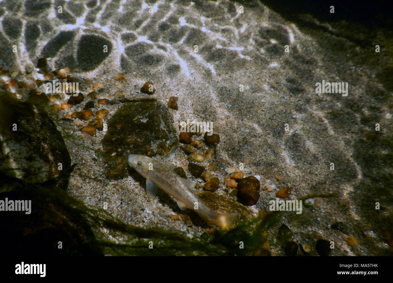 California sucker fish hi-res stock photography and images - Alamy