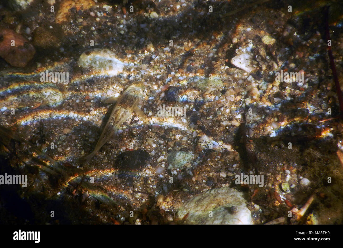 Santa ana sucker hi-res stock photography and images - Alamy