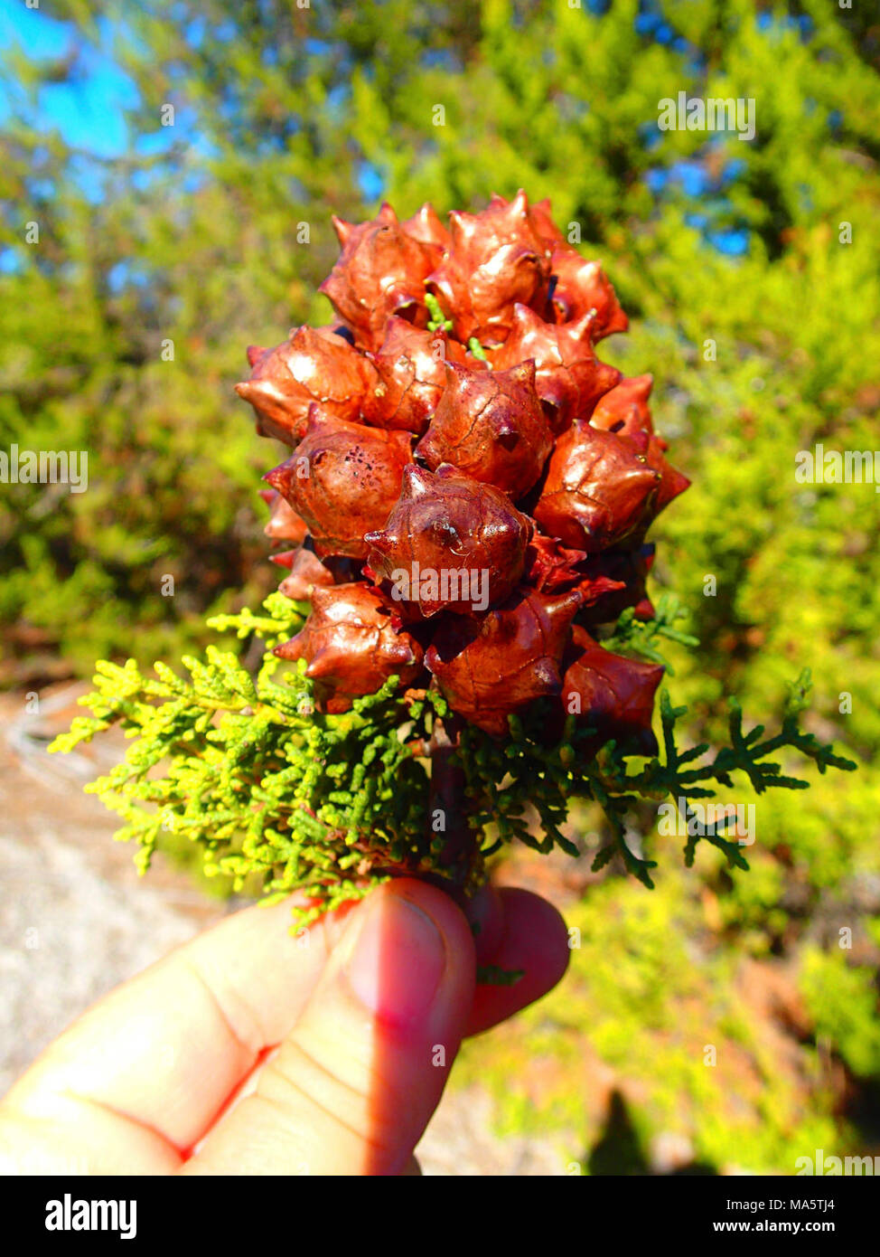 Santa Cruz cypress seed cluster. Santa Cruz cypress seed cluster Stock ...