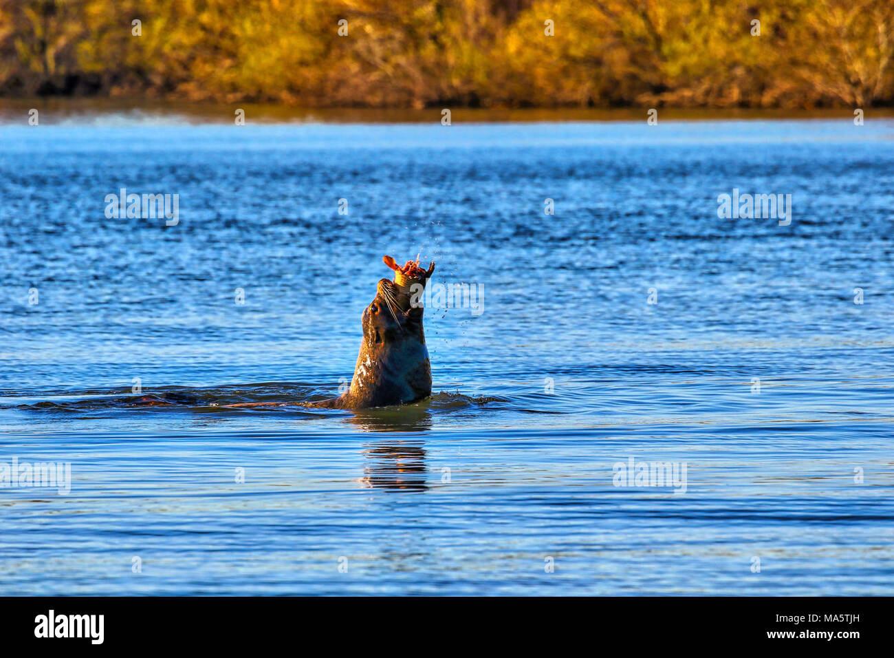 Sacramento deep water channel hi-res stock photography and images - Alamy