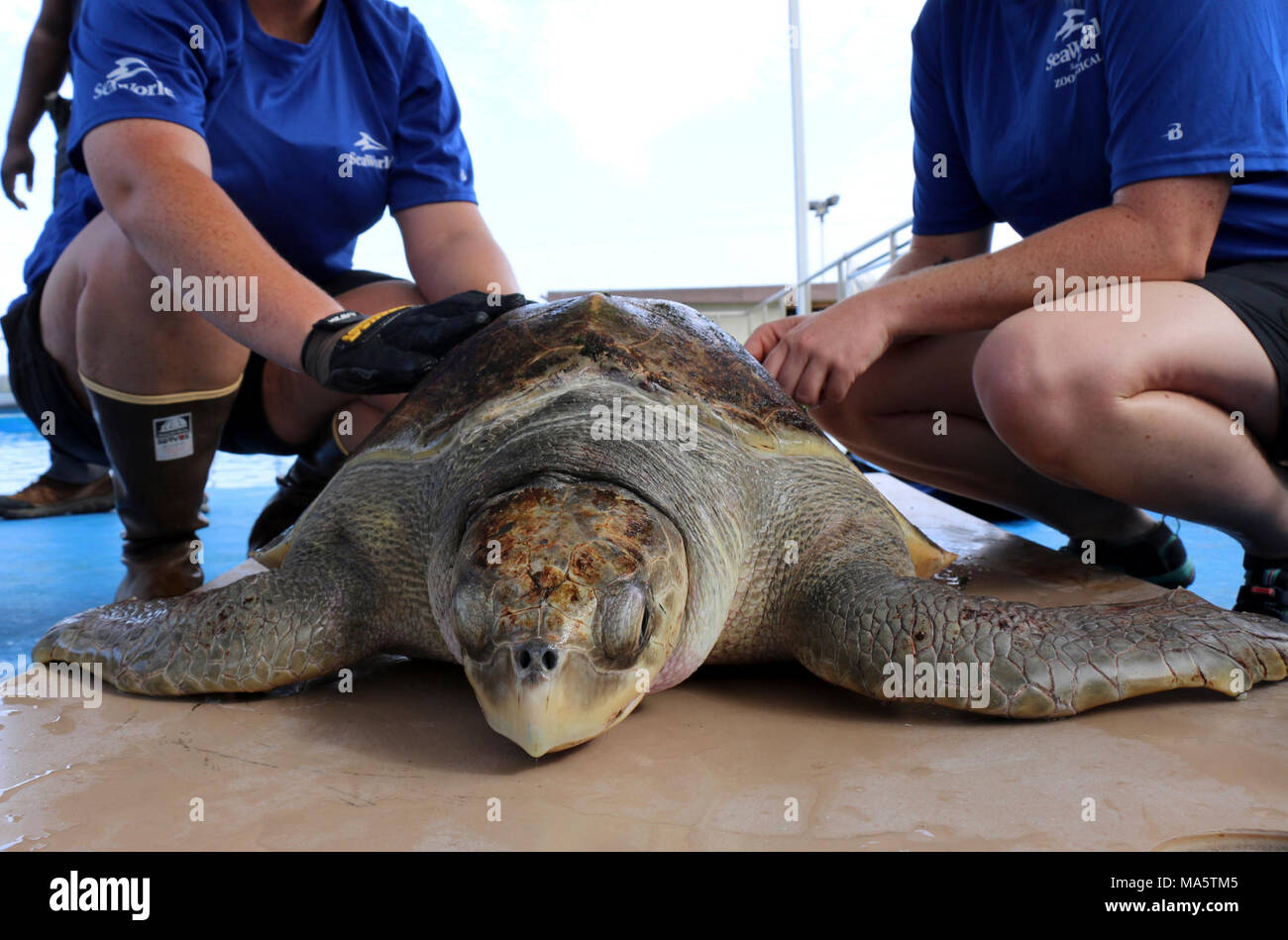 Sea turtle gps tracker hi-res stock photography and images - Alamy
