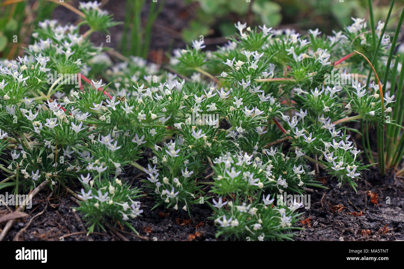Spreading navarretia is a federally threatened plant. Spreading ...
