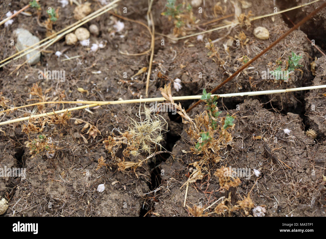 Spreading navarretia skeleton. This is what the perennial plant looks ...