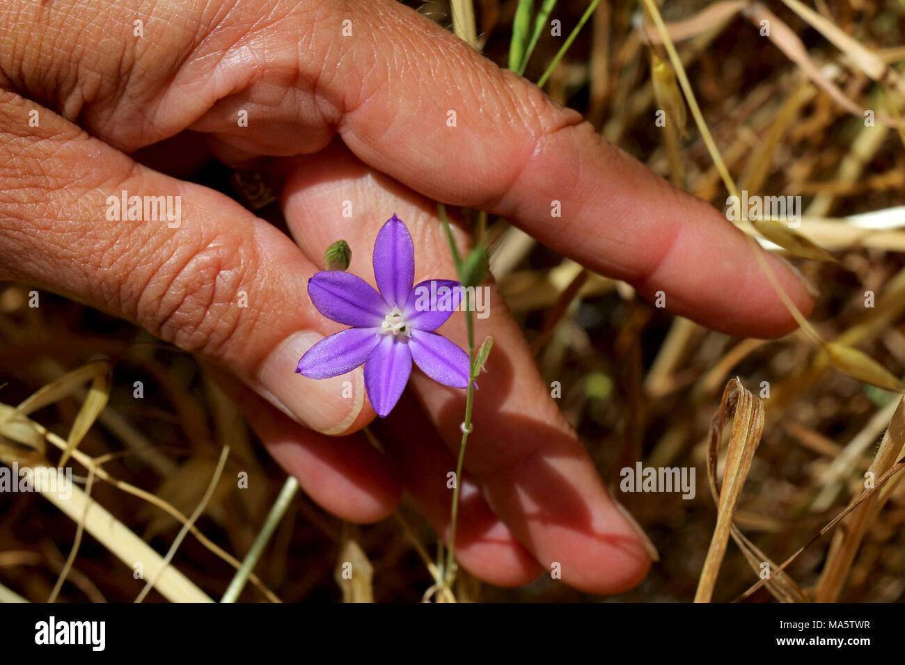 Brodiaea filifolia hi-res stock photography and images - Alamy