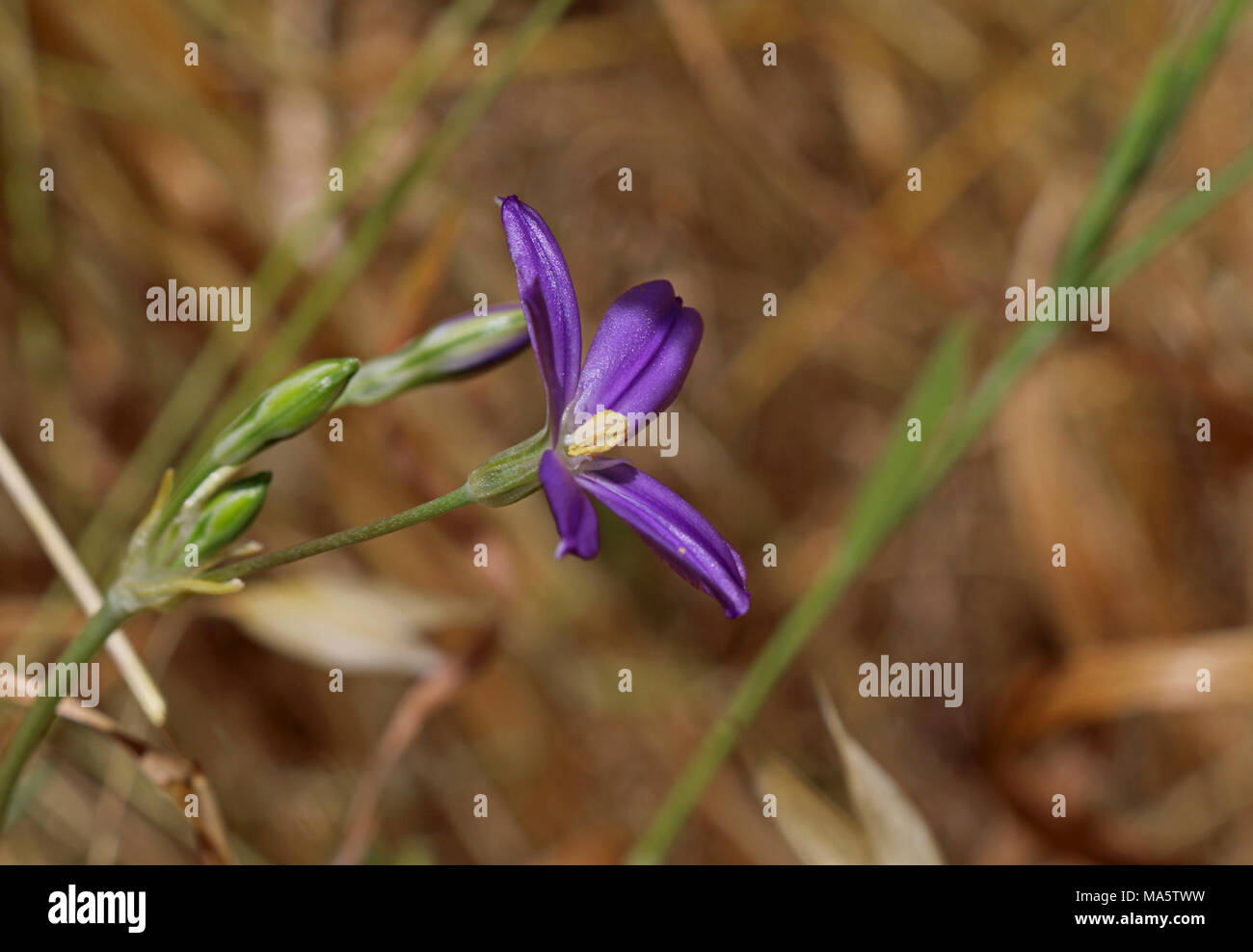 Brodiaea filifolia hi-res stock photography and images - Alamy