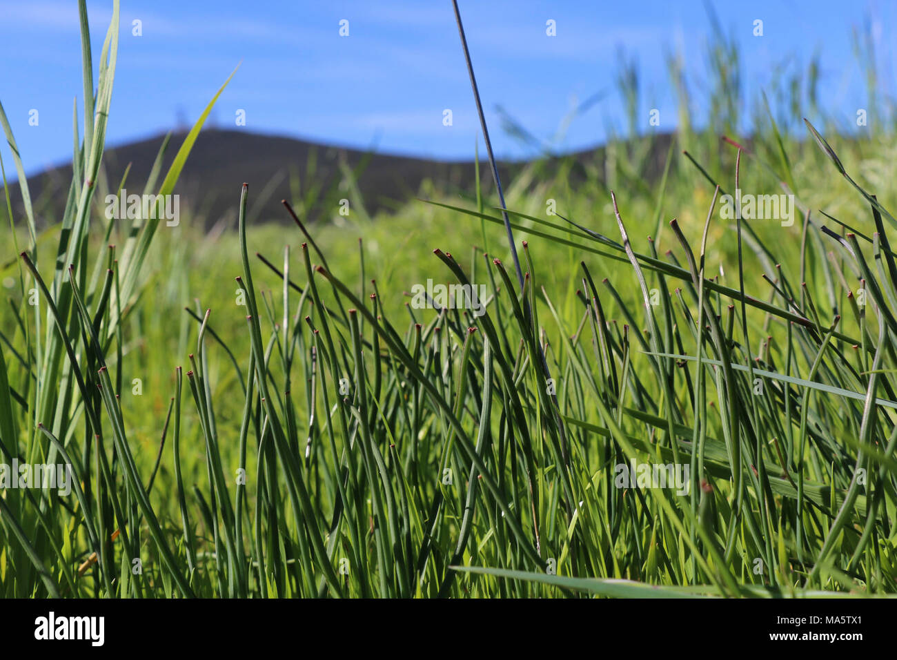 Thread-leaved brodiaea is a federal and state threatened species. The ...
