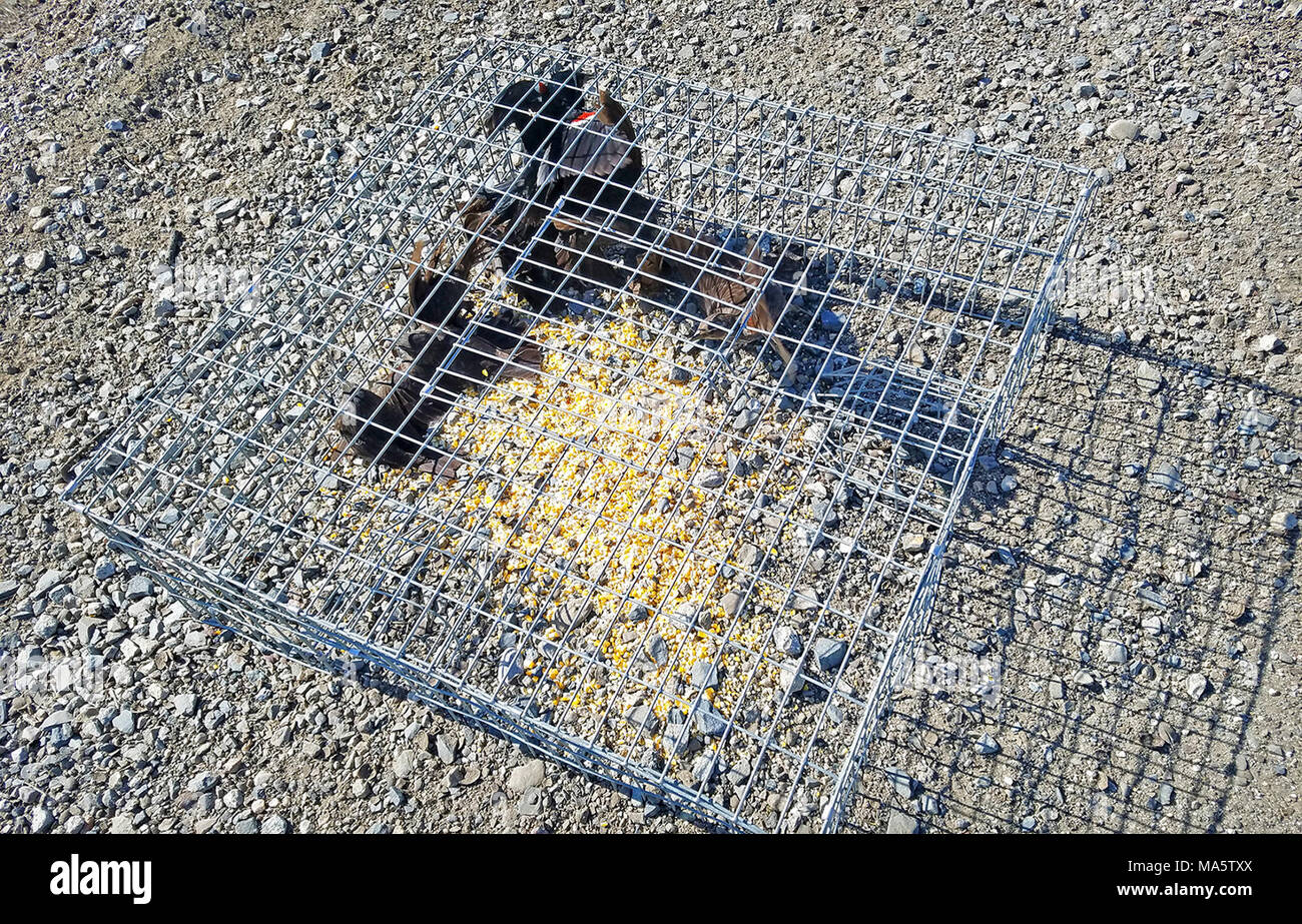 Tricolored blackbird that were baited with cracked corn. A simple walk ...