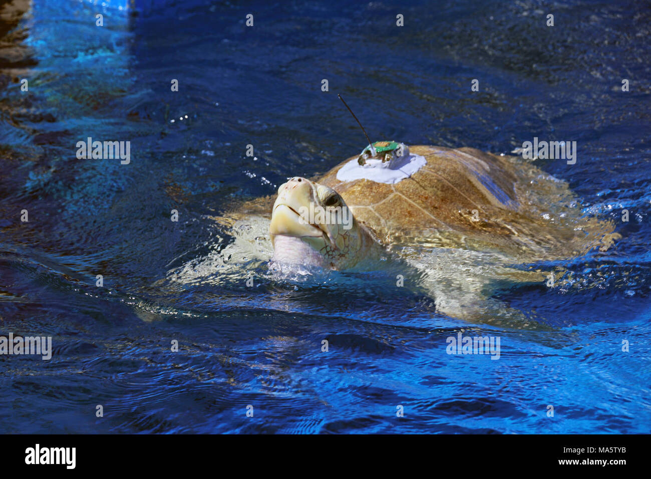 Tucker is happy to be back in the water. Tucker, an olive ridley sea ...