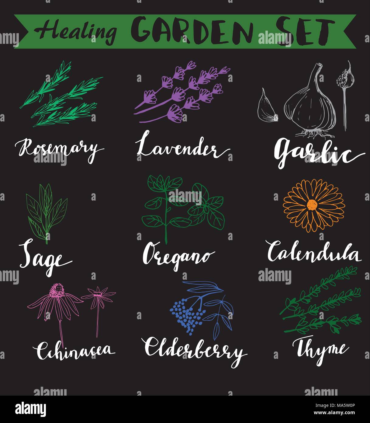 Herbs and medicinal plants collection. Vector hand drawn isolated ...