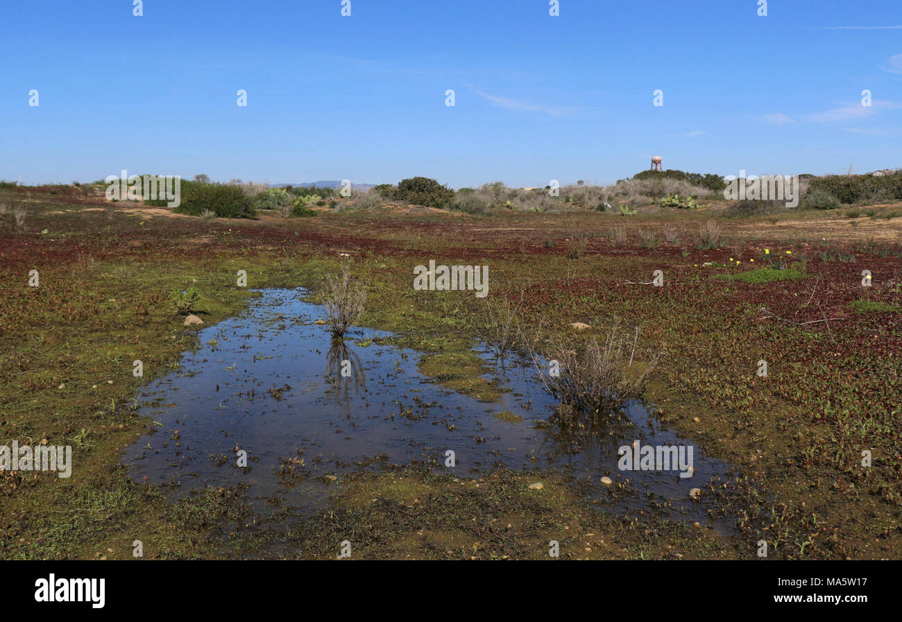 Vernal pool on Camp Pendleton Stock Photo - Alamy