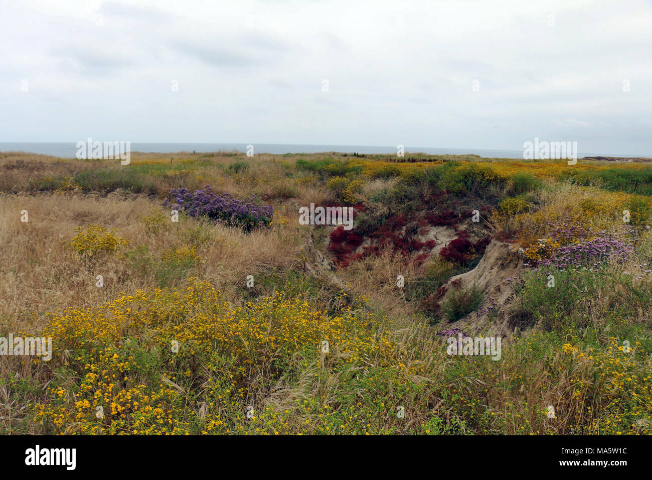 Vernal pool restoration site at Camp Pendleton Stock Photo - Alamy