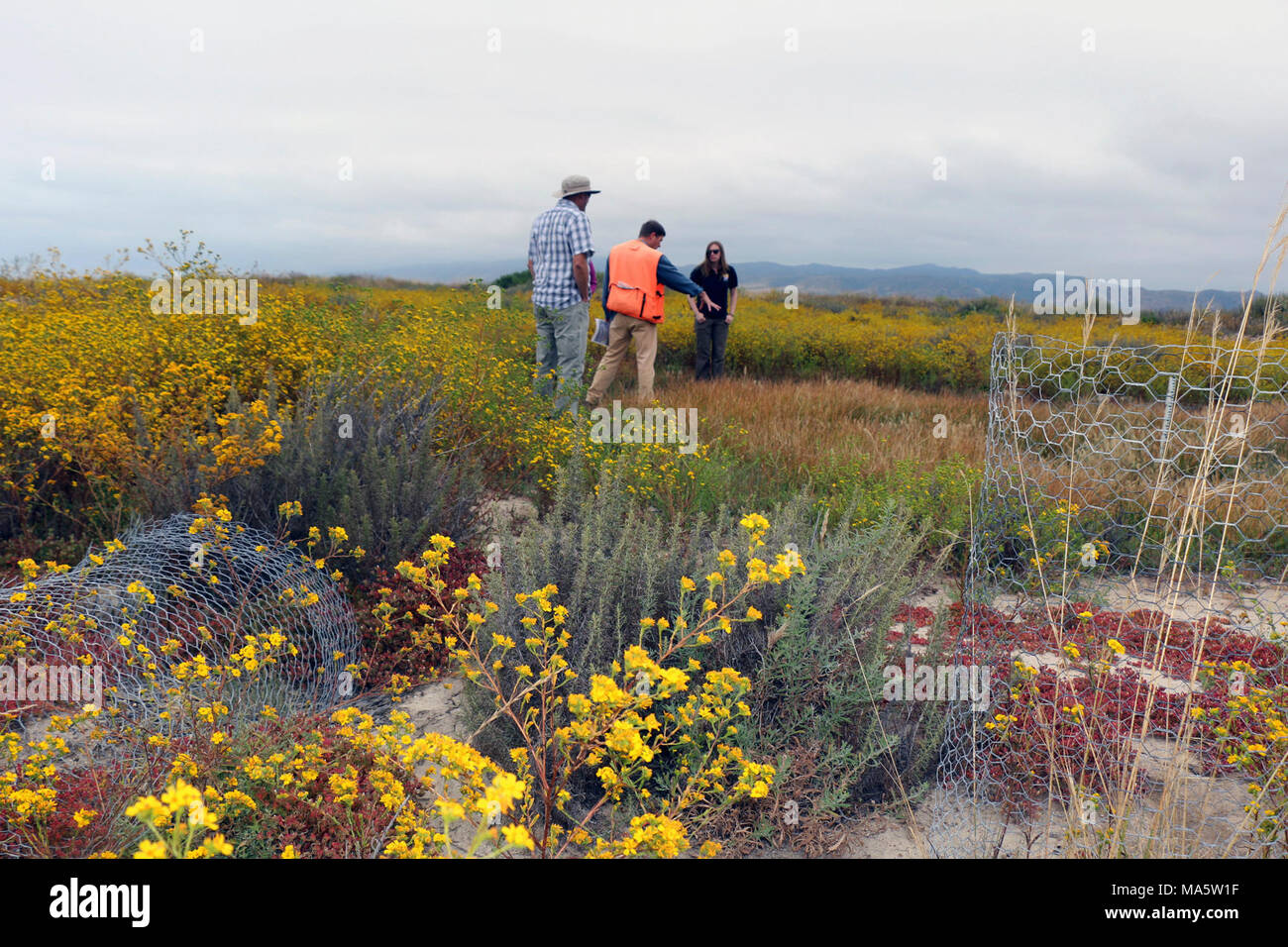 Vernal pool restoration site at Camp Pendleton Stock Photo - Alamy