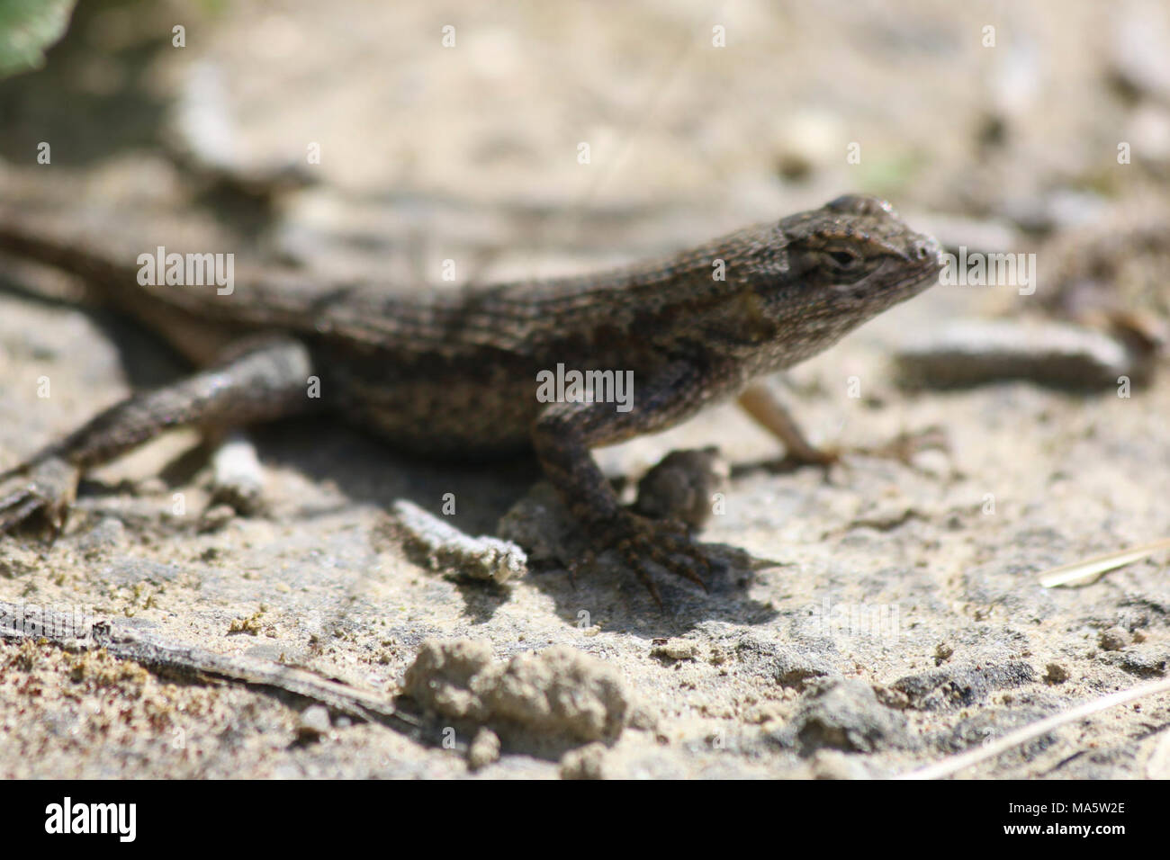 Western fence lizard. This western fence lizard is soaking up the sun ...