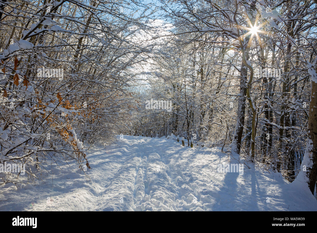 The winter forest and the road in Little Carpathian hills - Slovakia ...