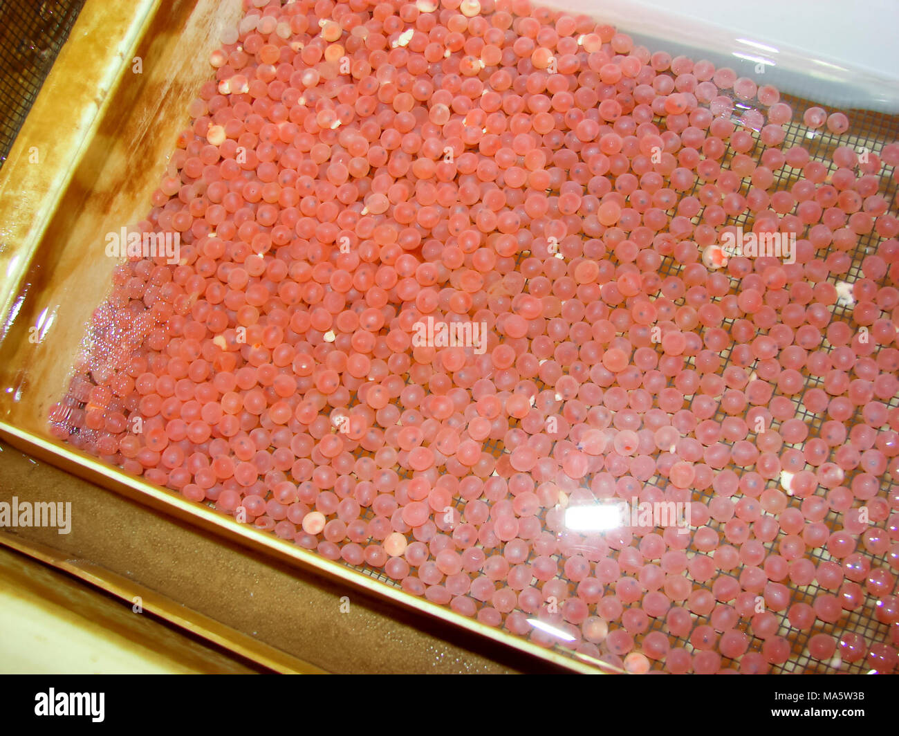 Winter run Chinook salmon eggs. Livingston Stone National Fish Hatchery ...