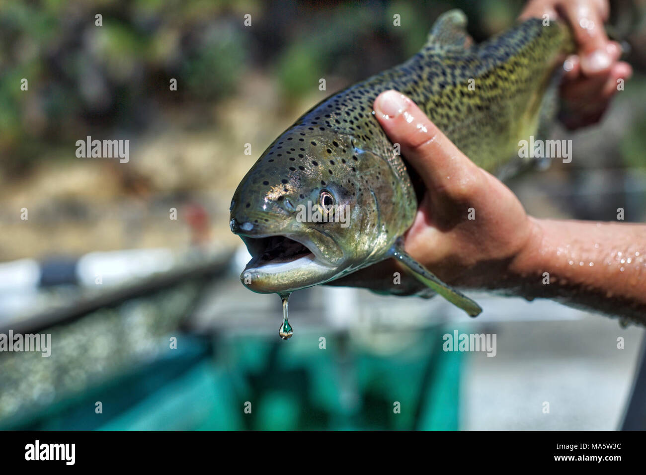 Broodstock hi-res stock photography and images - Alamy